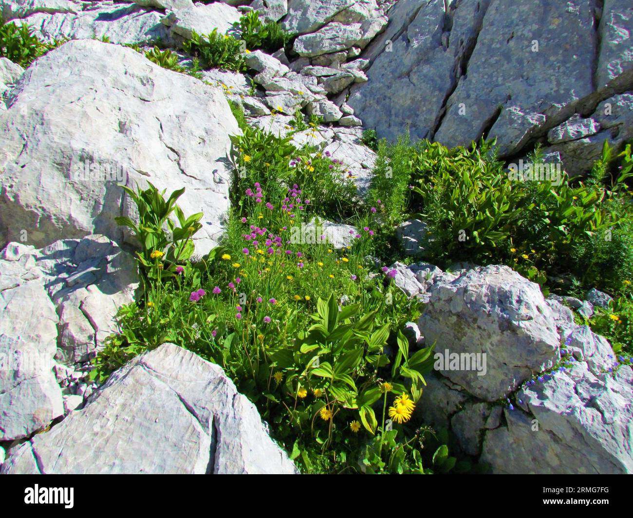 Alpine wild garden growing between the rocks in Triglav national park ...