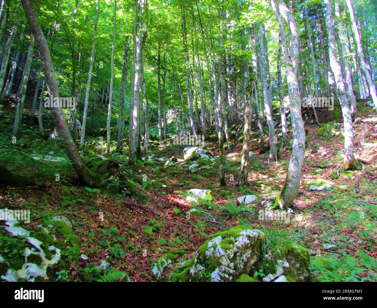 Temperate deciduous broadleaf beech forest in Slovenia with moss ...