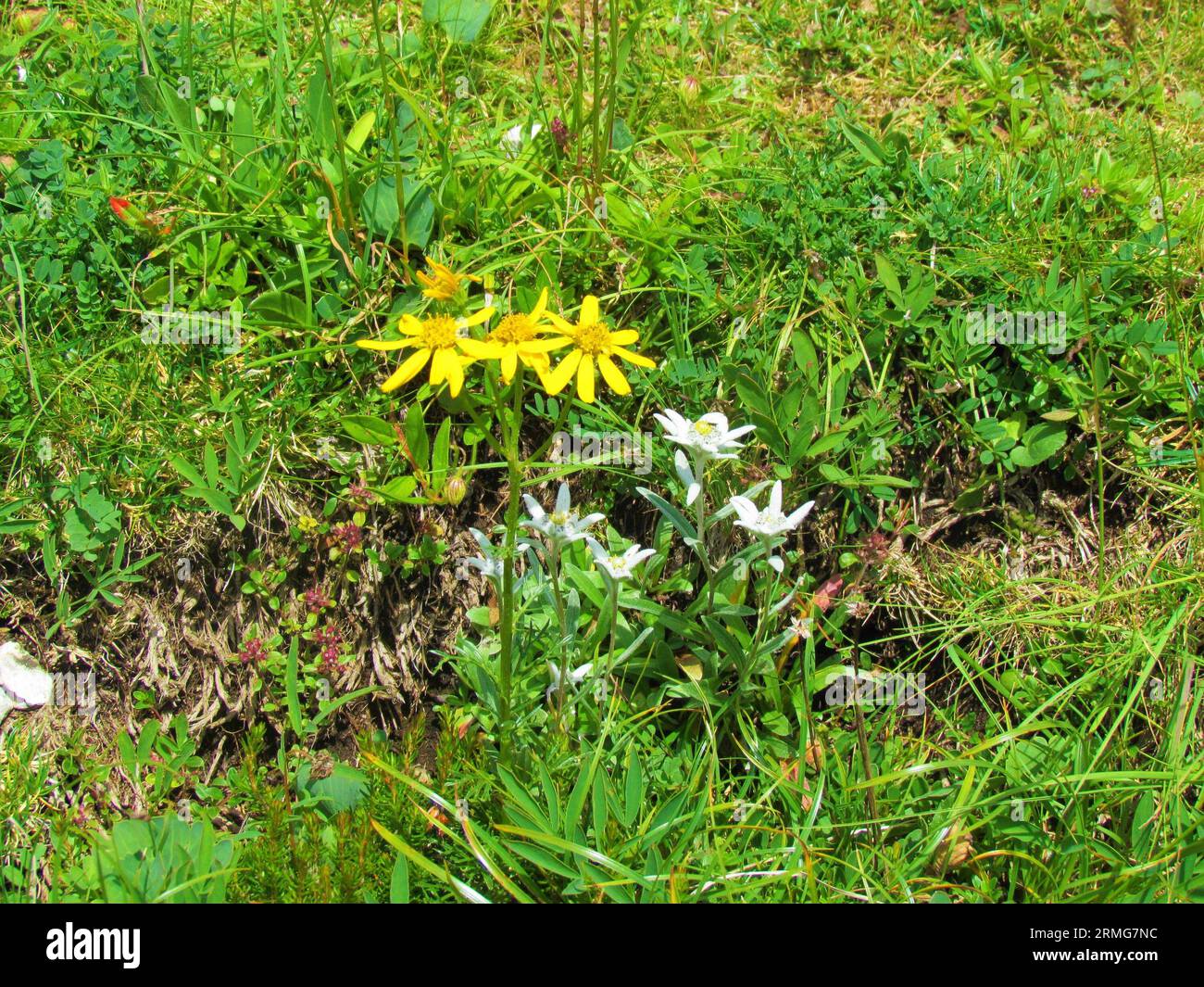 Edelweiss (Leontopodium nivale) flowers with a yellow flower of ...