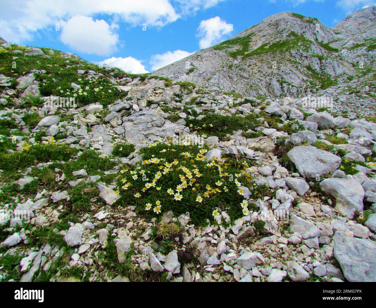 Mountain avens, eightpetal mountain-avens, white dryas, and white dryad ...