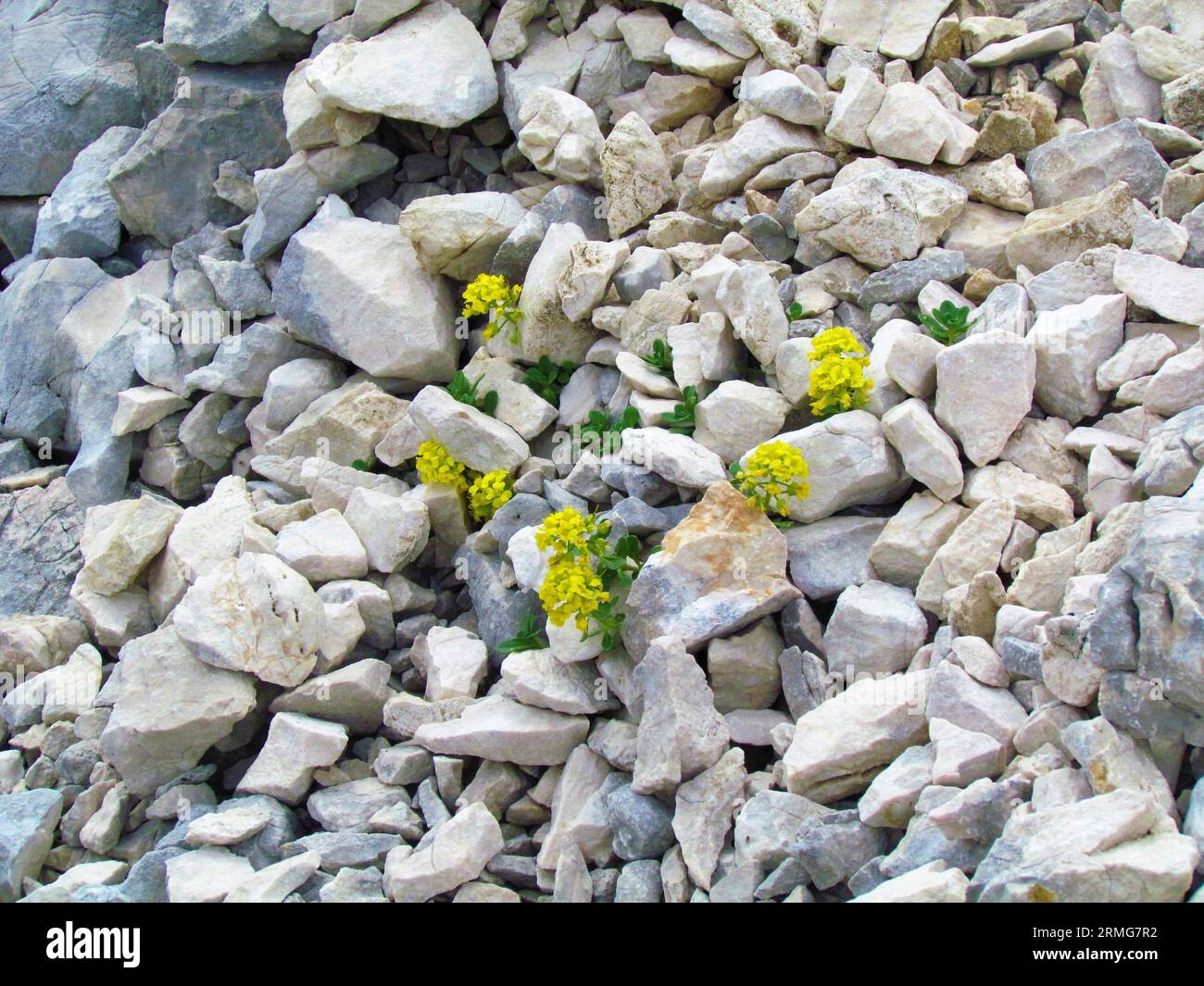 Yellow blooming Alyssum ovirense alpine wild flowers growing out of ...