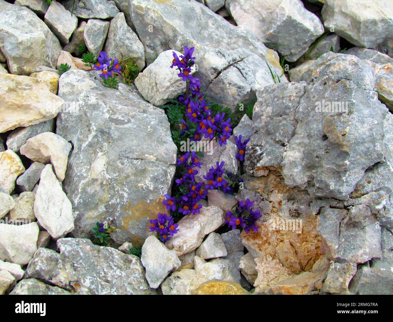 Group of purple blooming alpine toadflax (Linaria alpina) flowers ...