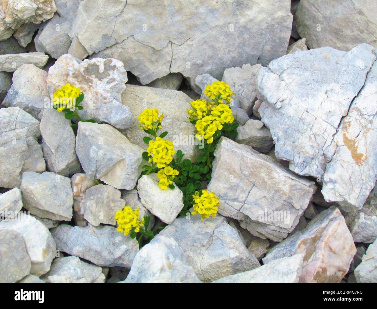 Yellow blooming Alyssum ovirense alpine wild flowers growing out of ...