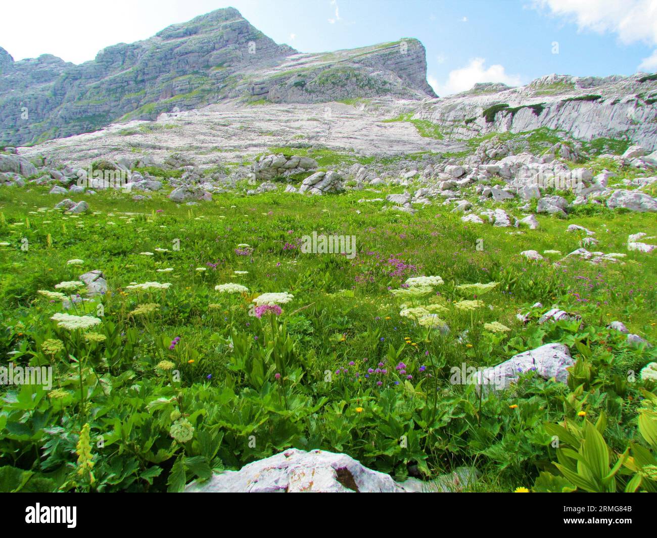 Lush high mountain alpine meadow with white hogweed, common hogweed or ...