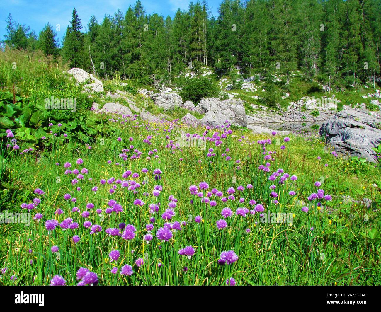 Garden of pink blooming wild chives (Allium schoenoprasum) flowers next ...