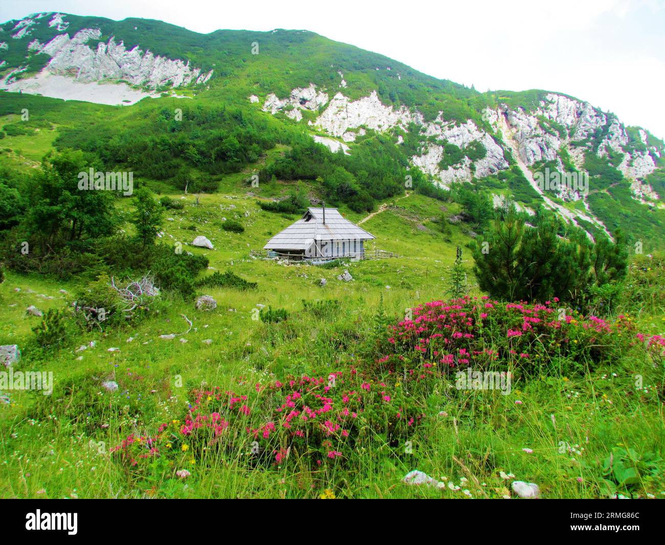 Traditional wooden hut typical for the Kamnik-savinja alps in Gorenjska ...