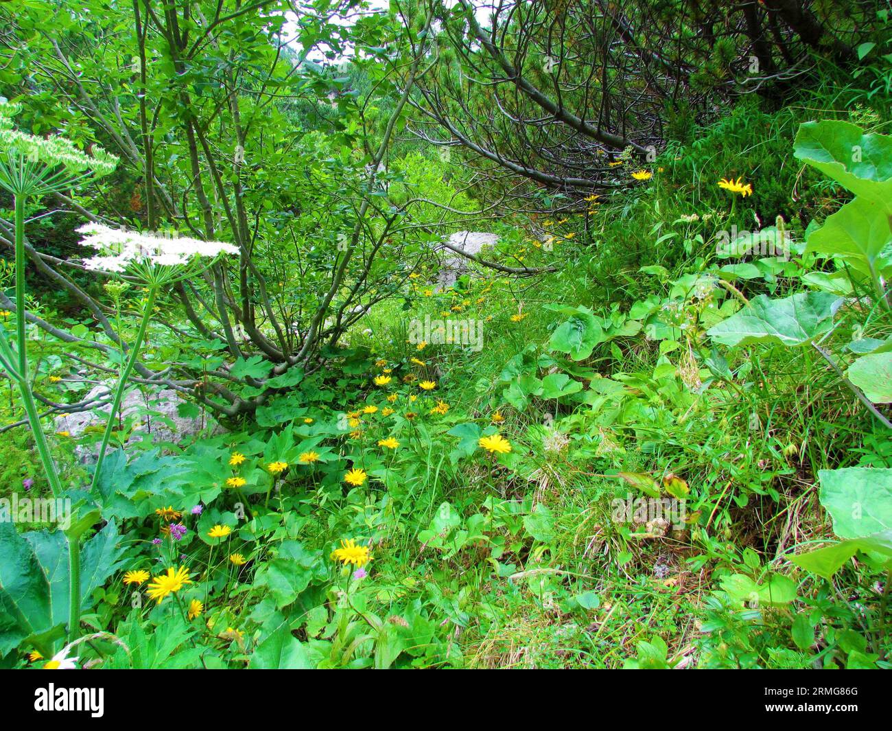 Wild garden growing under creeping pine (Pinus mugo) full of yellow ...