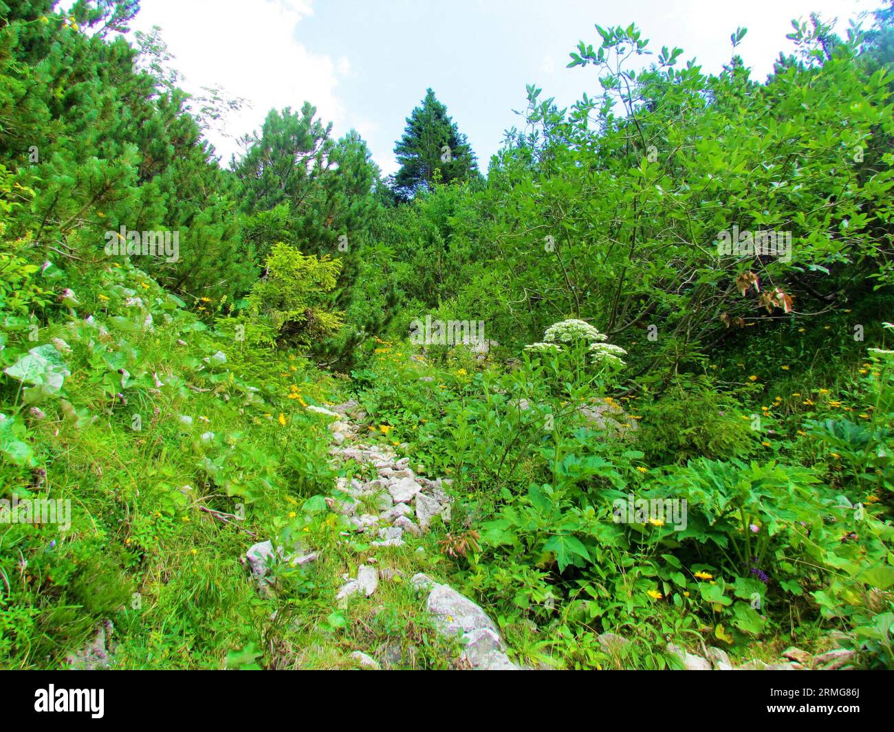 Small clearing with yellow blooming hawkbit (Leontodon pyrenaicus) and ...