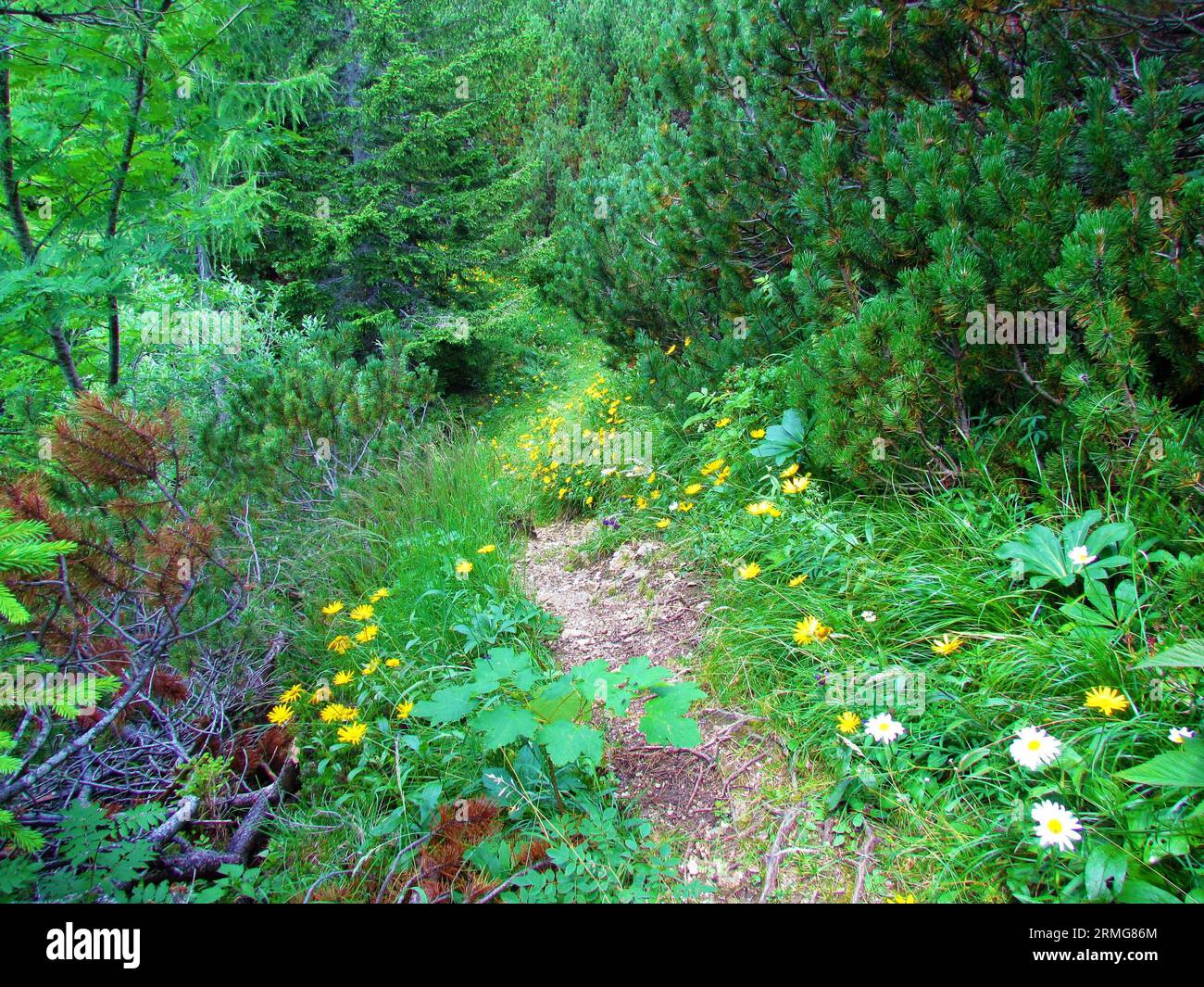 Trail leading past creeping pine bush (Pinus mugo) vegetation with ...