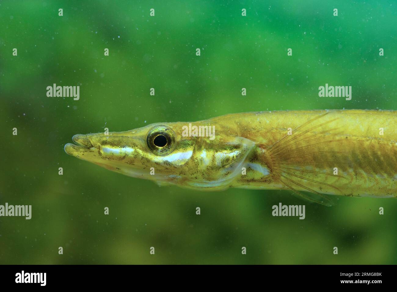 15 spined hi-res stock photography and images - Alamy