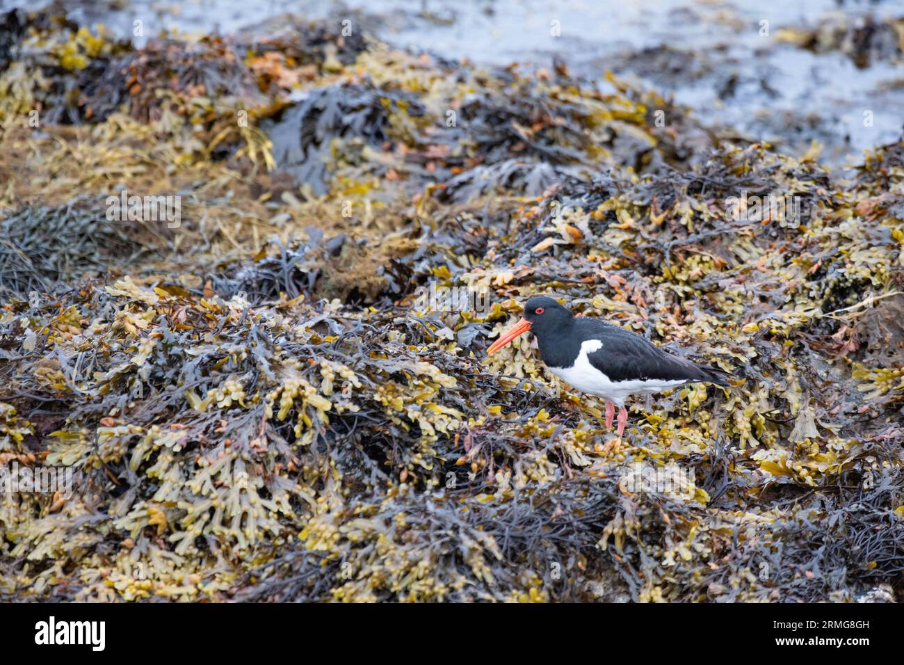 oyster catcher on seaweed Stock Photo - Alamy