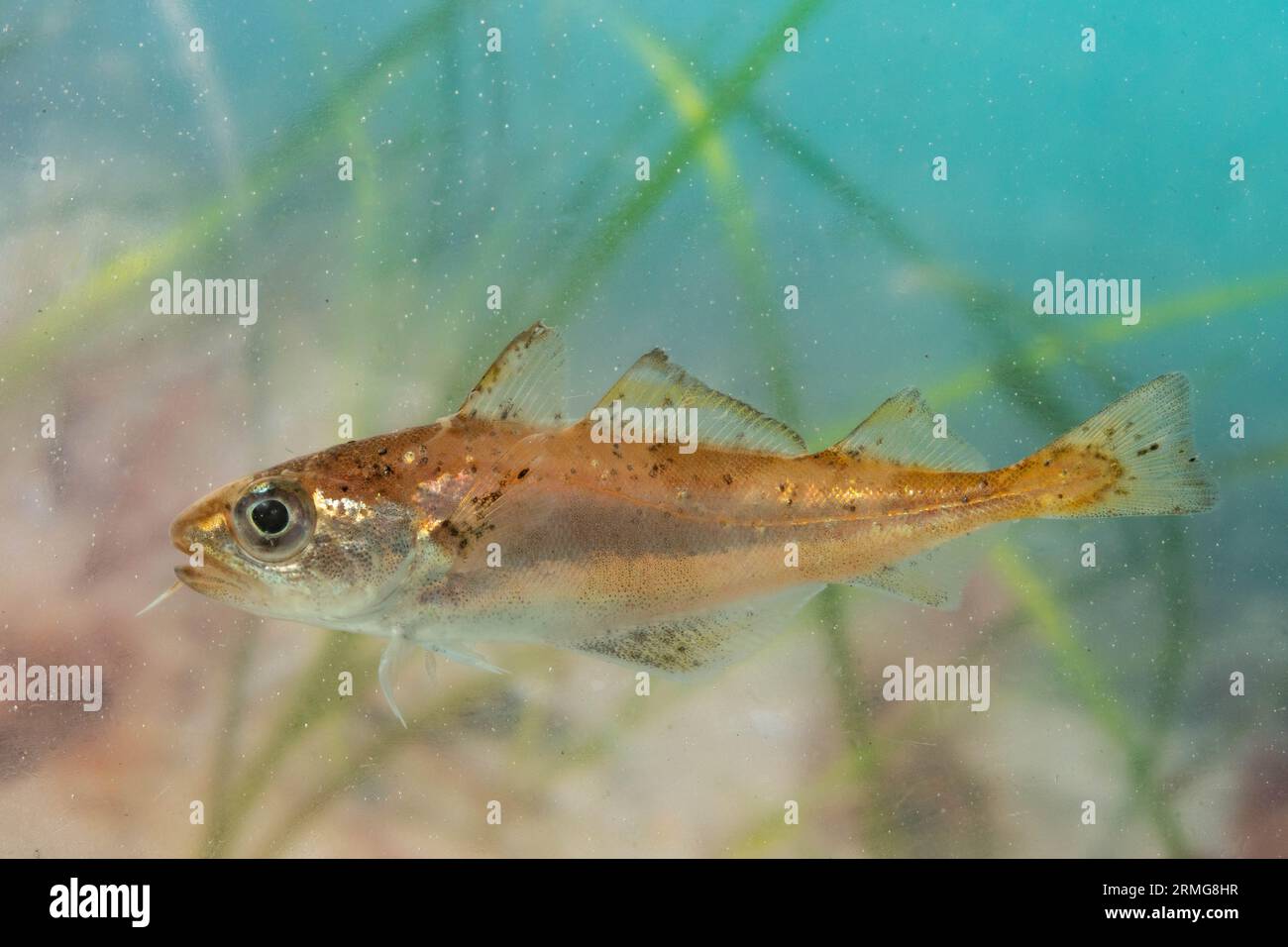 Brixham devon england close hi-res stock photography and images - Alamy