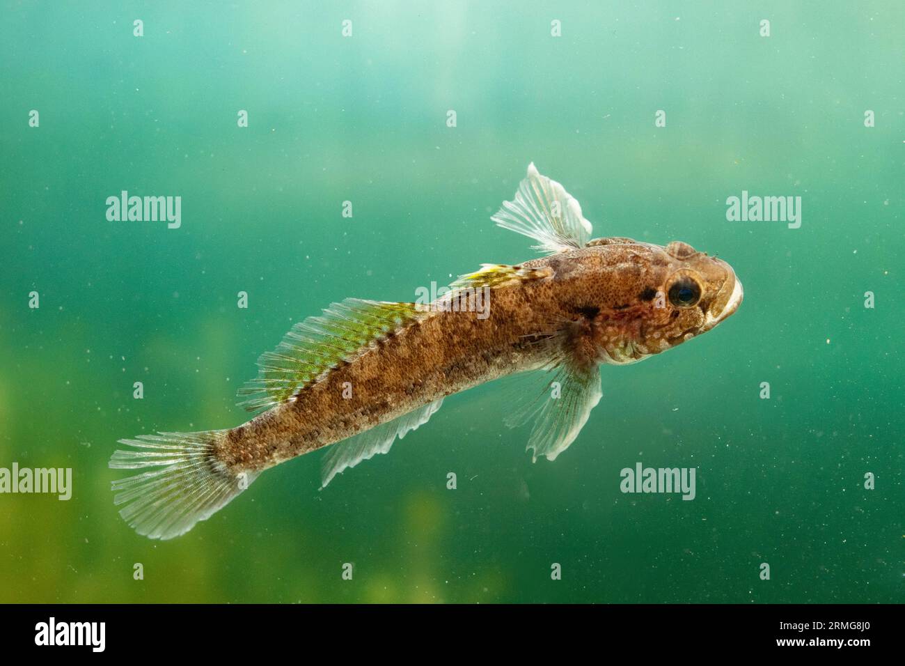 Rock goby uk hi-res stock photography and images - Alamy