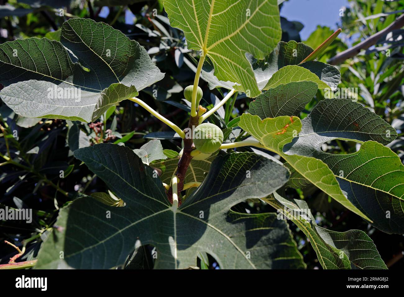 Figs (Ficus carica ) ripening on a tree. Taken 2022 Stock Photo - Alamy