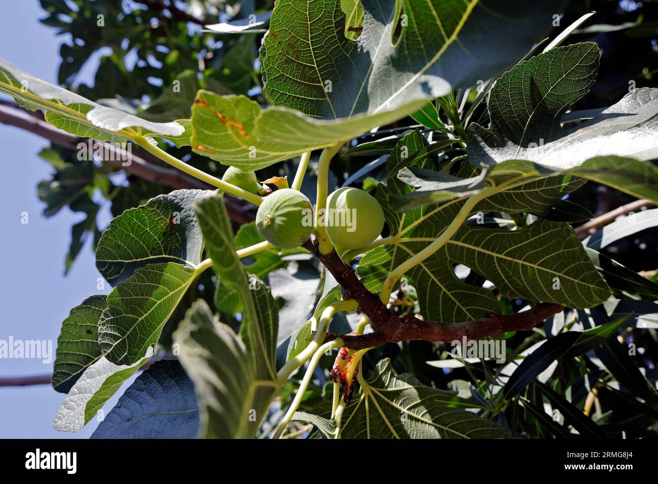 Figs (Ficus carica ) ripening on a tree. Taken 2022 Stock Photo - Alamy