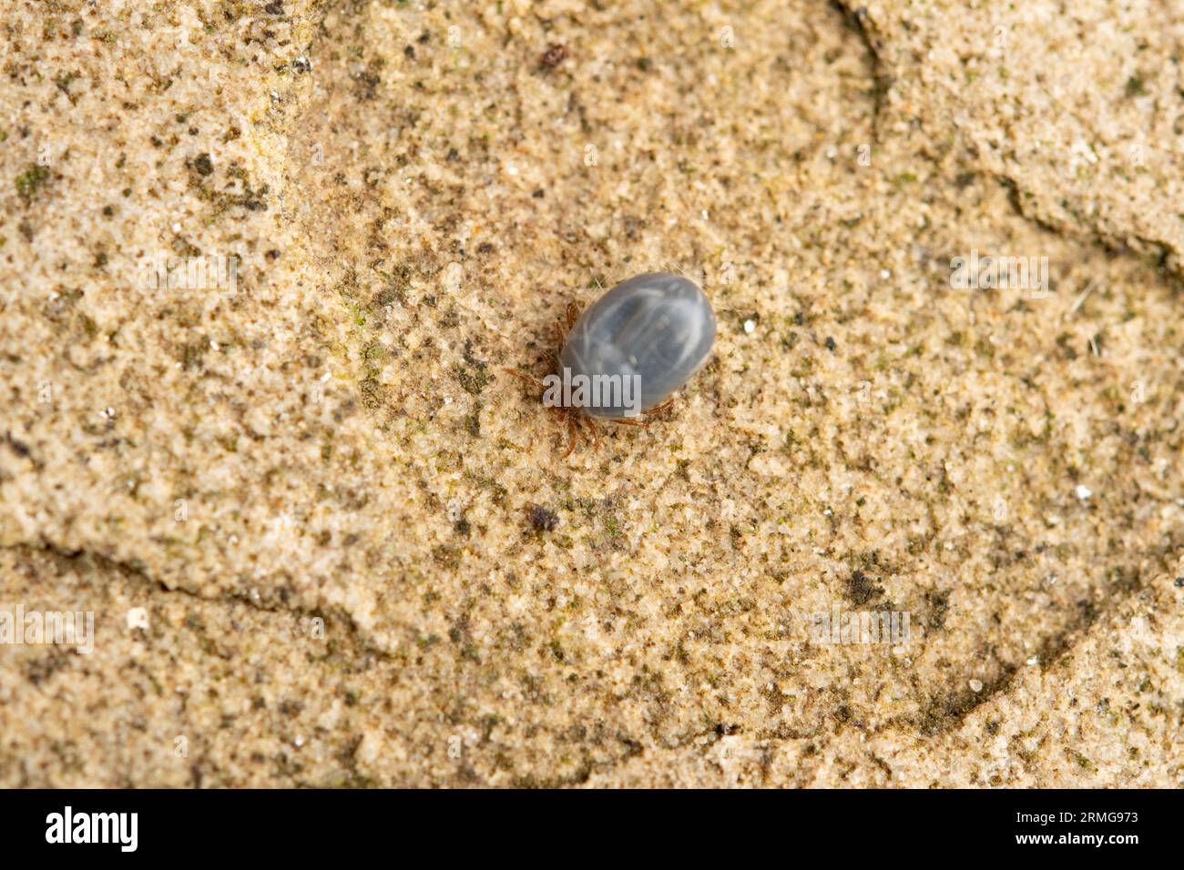 Large tick hi-res stock photography and images - Alamy