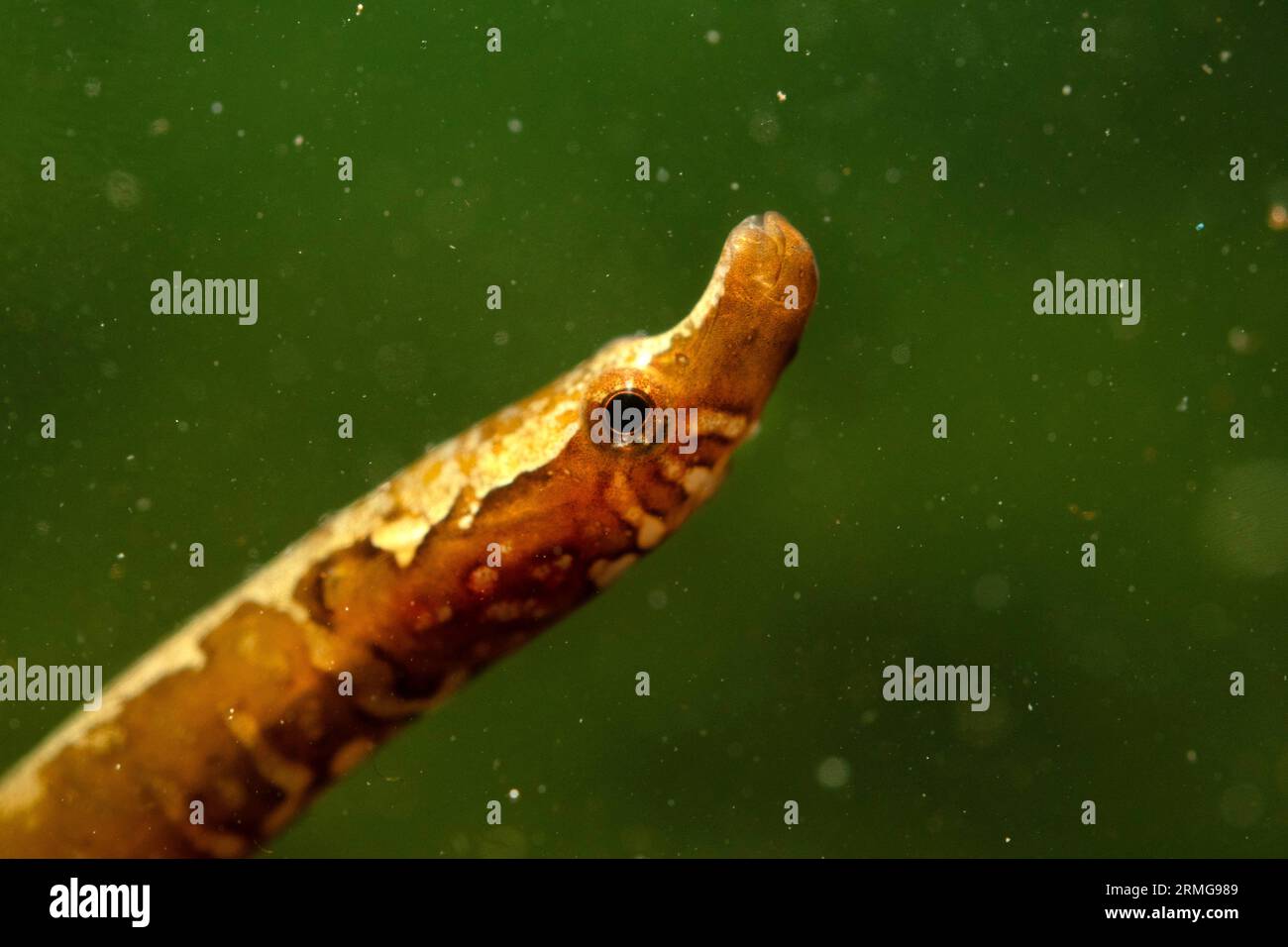 Worm pipefish hi-res stock photography and images - Alamy