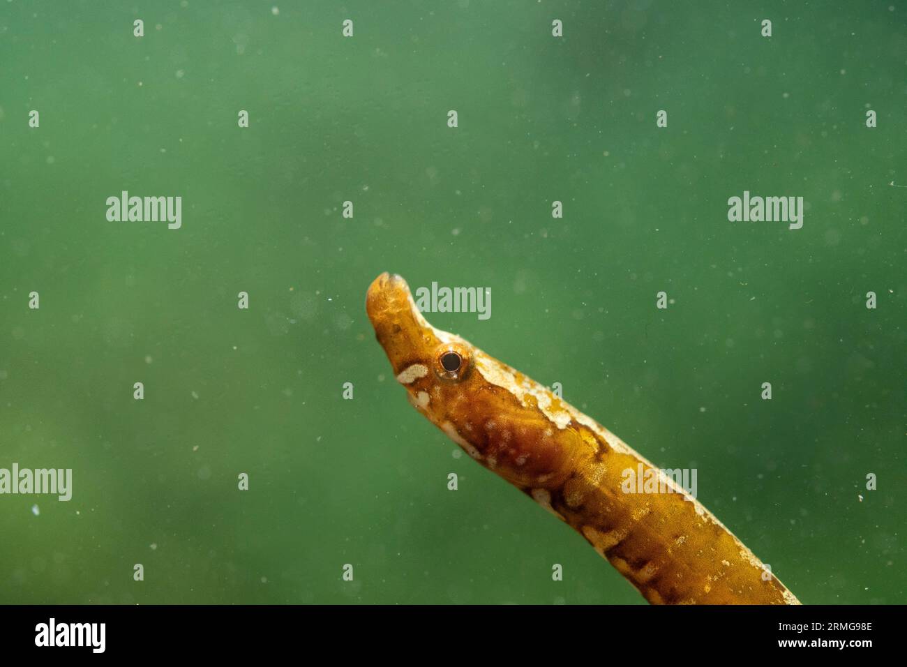 Body shots hi-res stock photography and images - Alamy