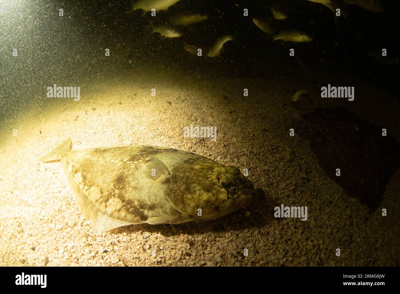 Atlantic halibut hi-res stock photography and images - Alamy