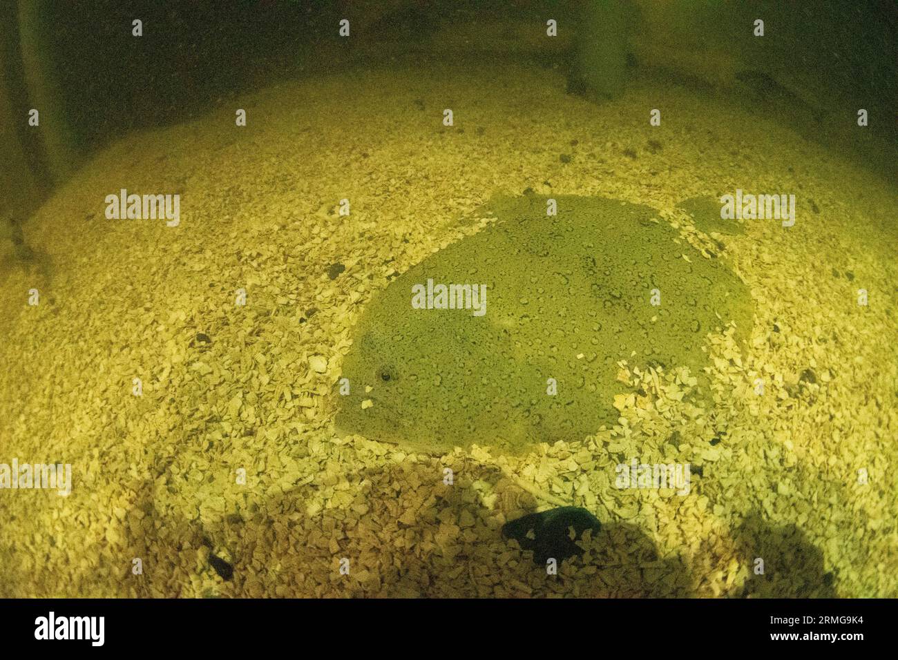 a large flatfish called a brill swimming around Stock Photo - Alamy