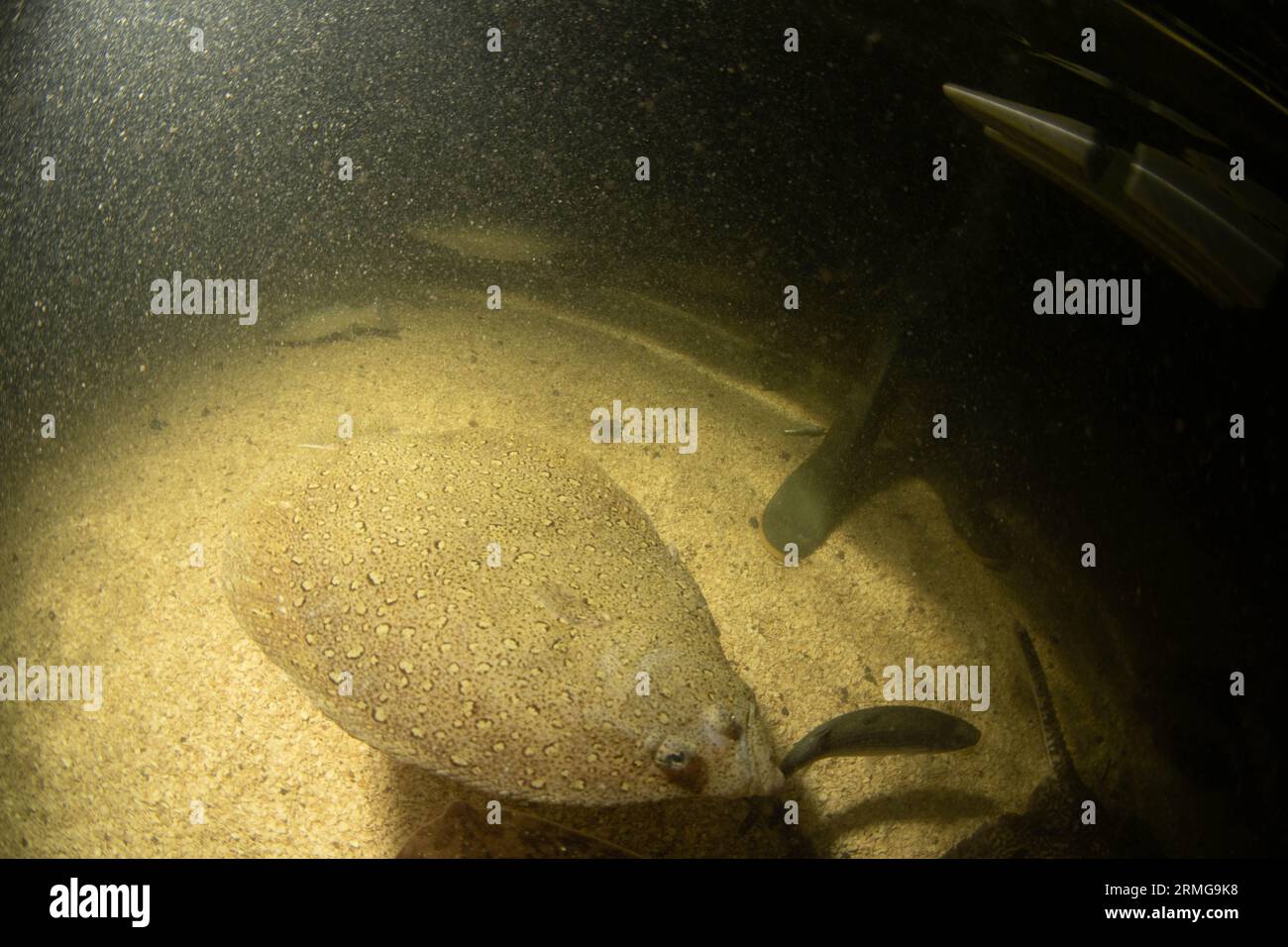 a large flatfish called a brill swimming around Stock Photo - Alamy