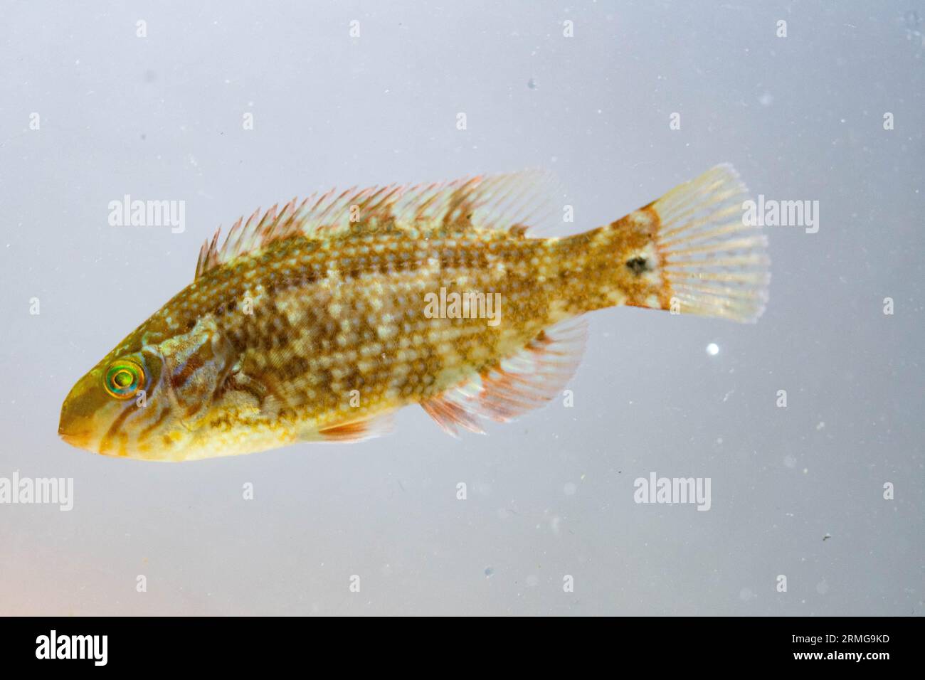 Corkwing wrasse hi-res stock photography and images - Alamy