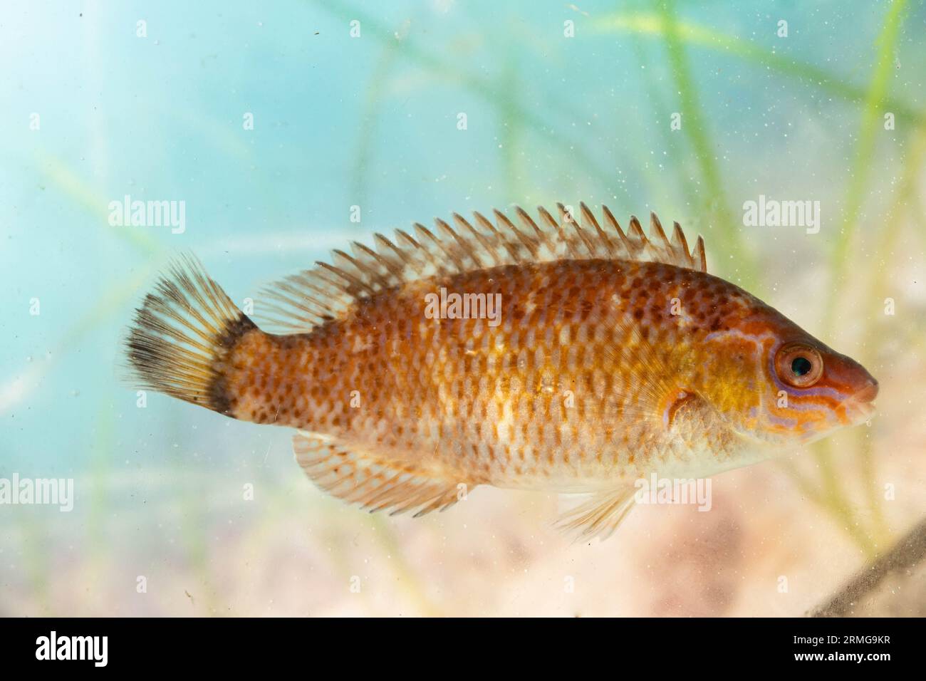 female rock cook wrasse close up Stock Photo - Alamy