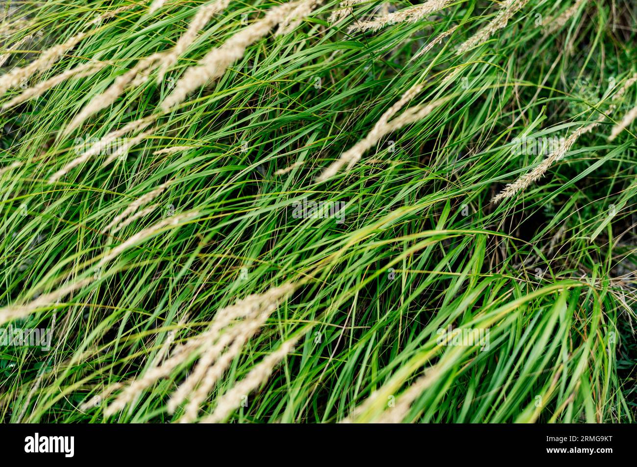 Field grass hi-res stock photography and images - Alamy