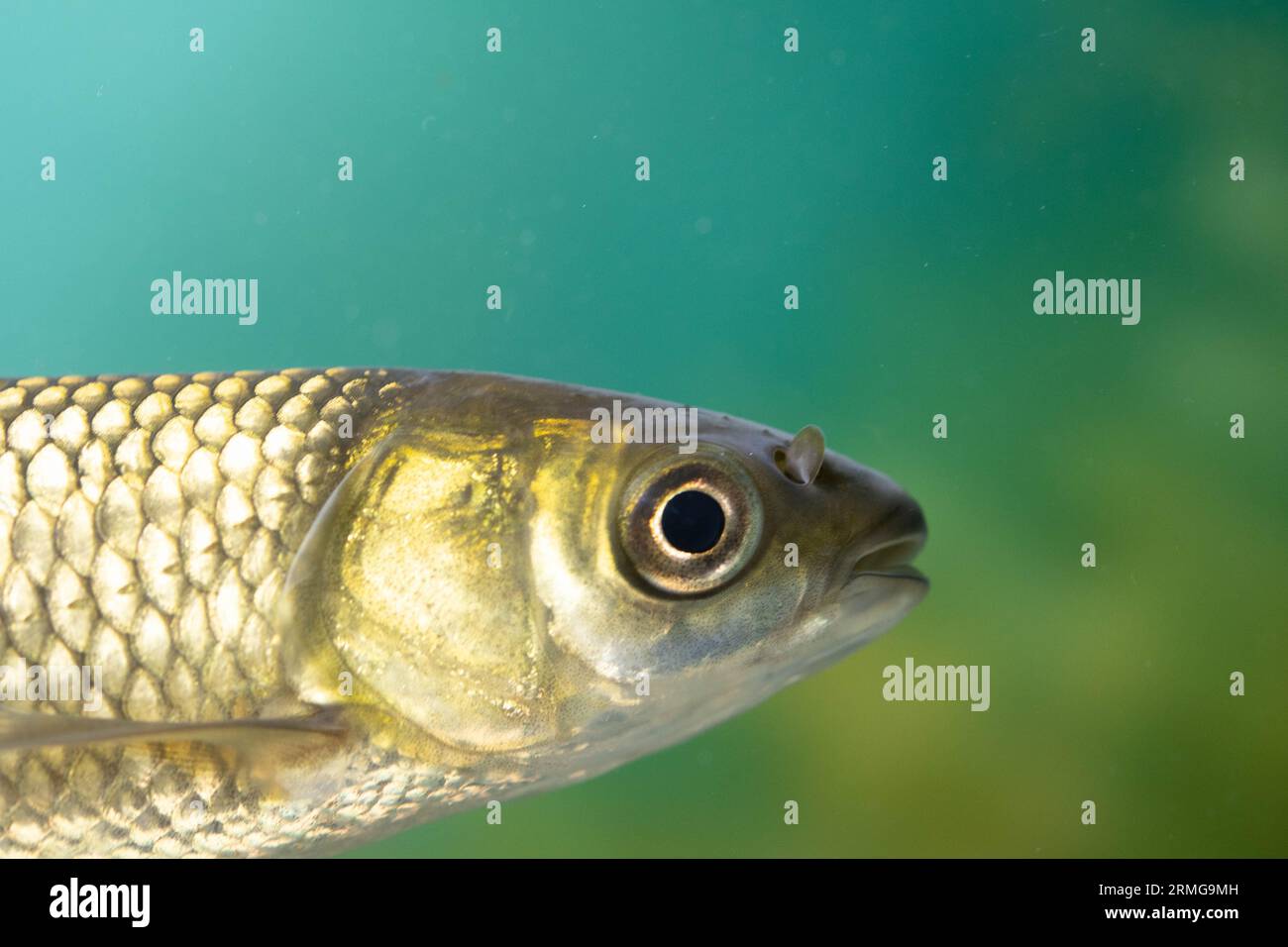 Grass carp uk hi-res stock photography and images - Alamy
