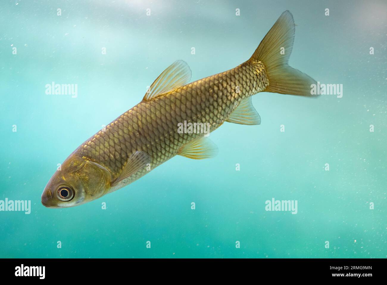 Grass carp uk hi-res stock photography and images - Alamy