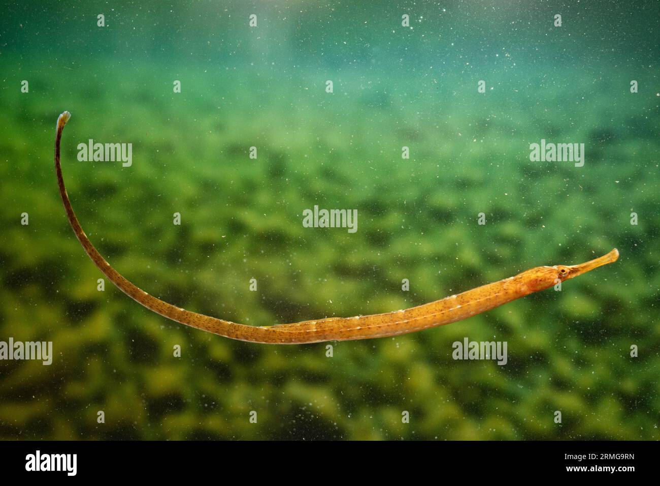 head shots of pipefish Stock Photo - Alamy