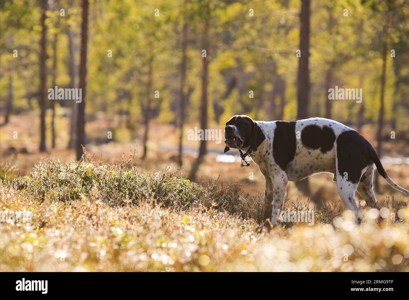 Dog english pointer hunting in the sunny forest Stock Photo - Alamy