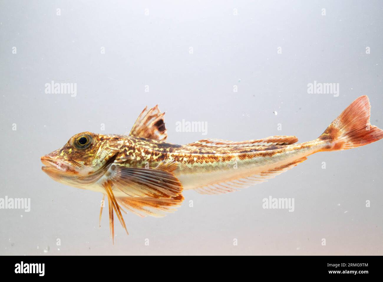 Gurnard swimming uk hi-res stock photography and images - Alamy