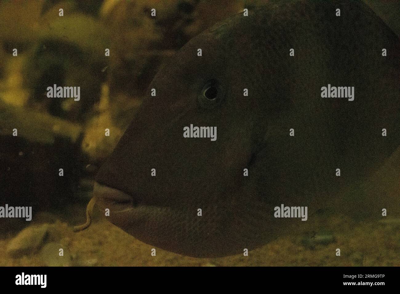 Grey triggerfish hi-res stock photography and images - Alamy