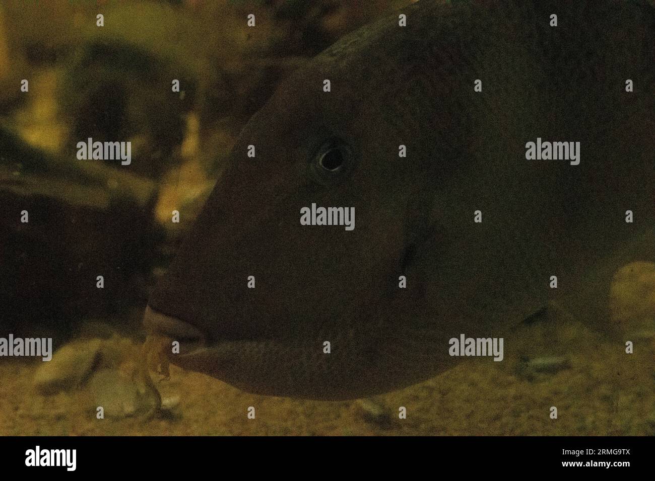 Grey triggerfish hi-res stock photography and images - Alamy