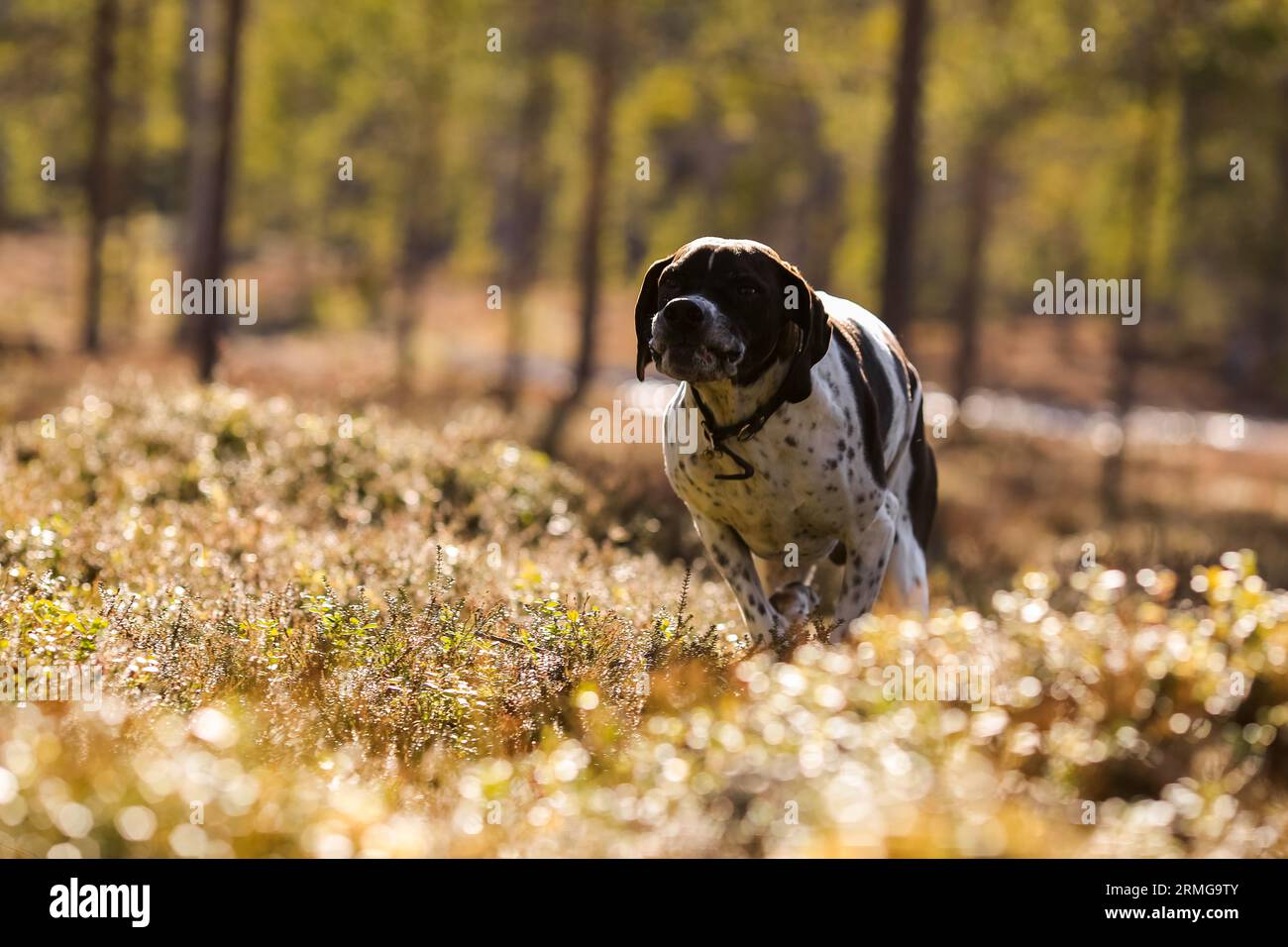 Dog english pointer hunting in the sunny forest Stock Photo - Alamy