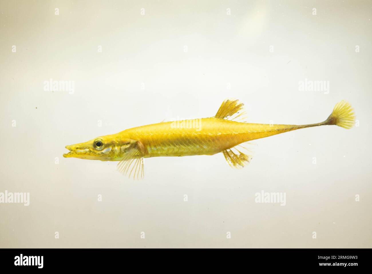 15 spined hi-res stock photography and images - Alamy