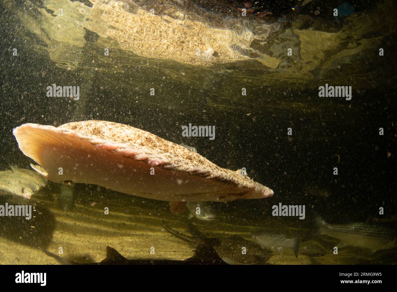 Turbot scophthalmus maximus marine fish hi-res stock photography and ...