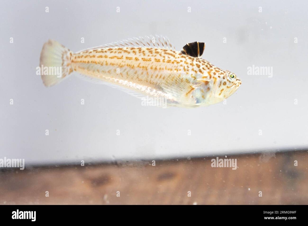 lesser weever fish in shallow water Stock Photo - Alamy