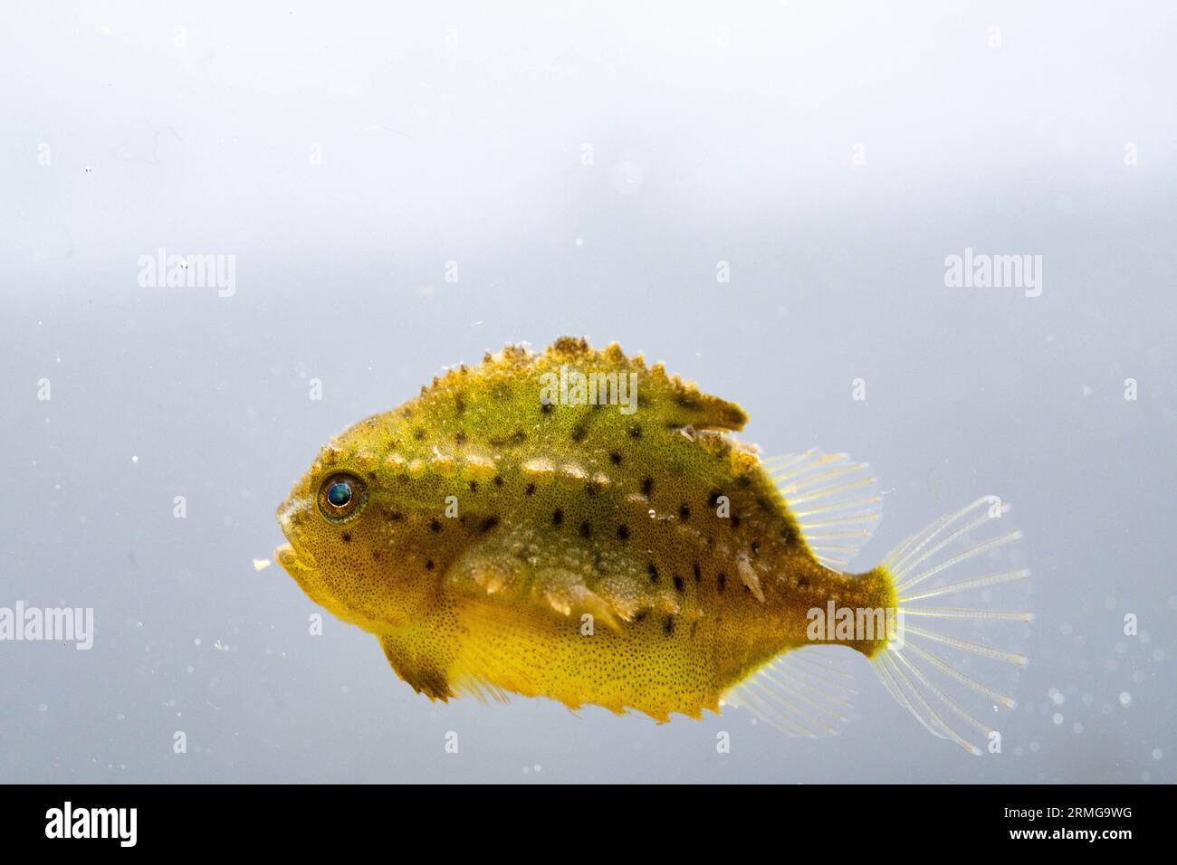 Lumpsucker uk hi-res stock photography and images - Alamy