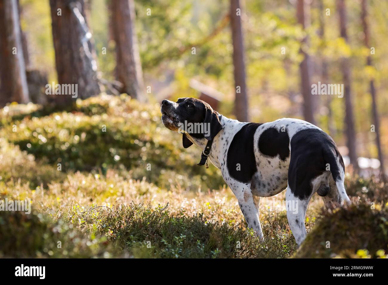 Dog english pointer hunting in the sunny forest Stock Photo - Alamy