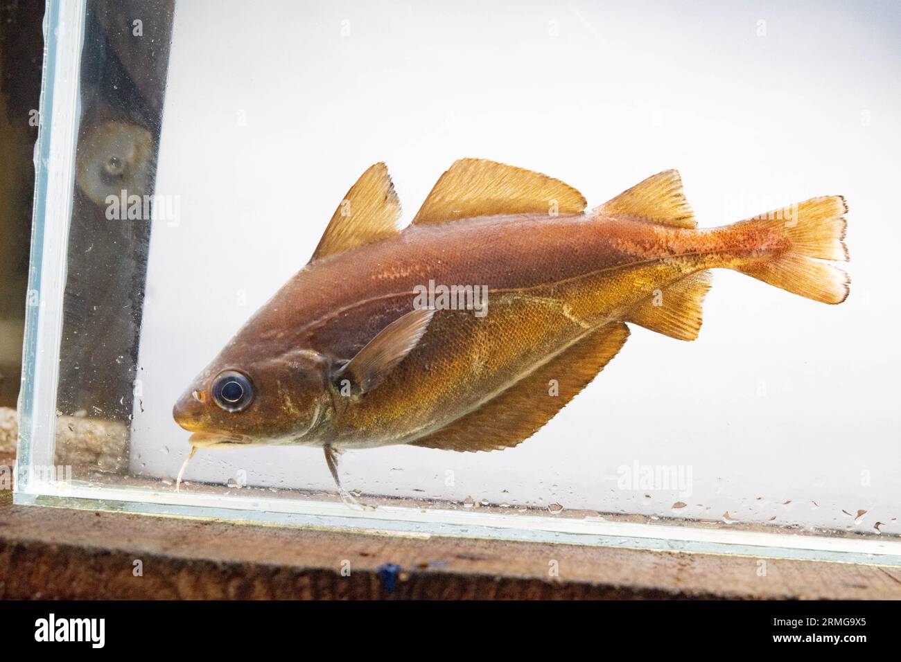 Cod underwater uk hi-res stock photography and images - Alamy