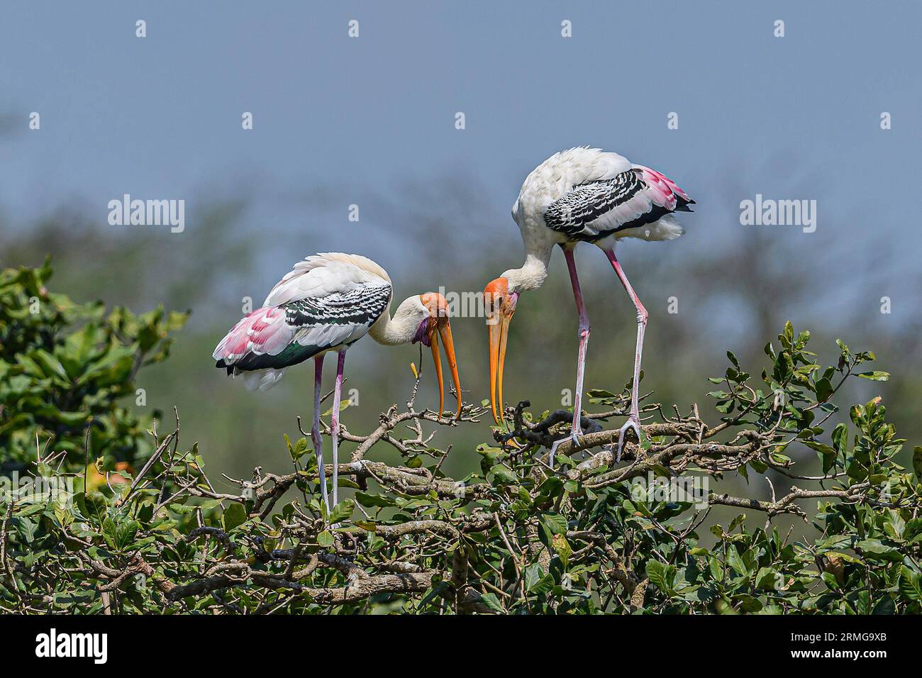 Painted stork is a resident bird in vedanthangal Bird sanctuary in ...
