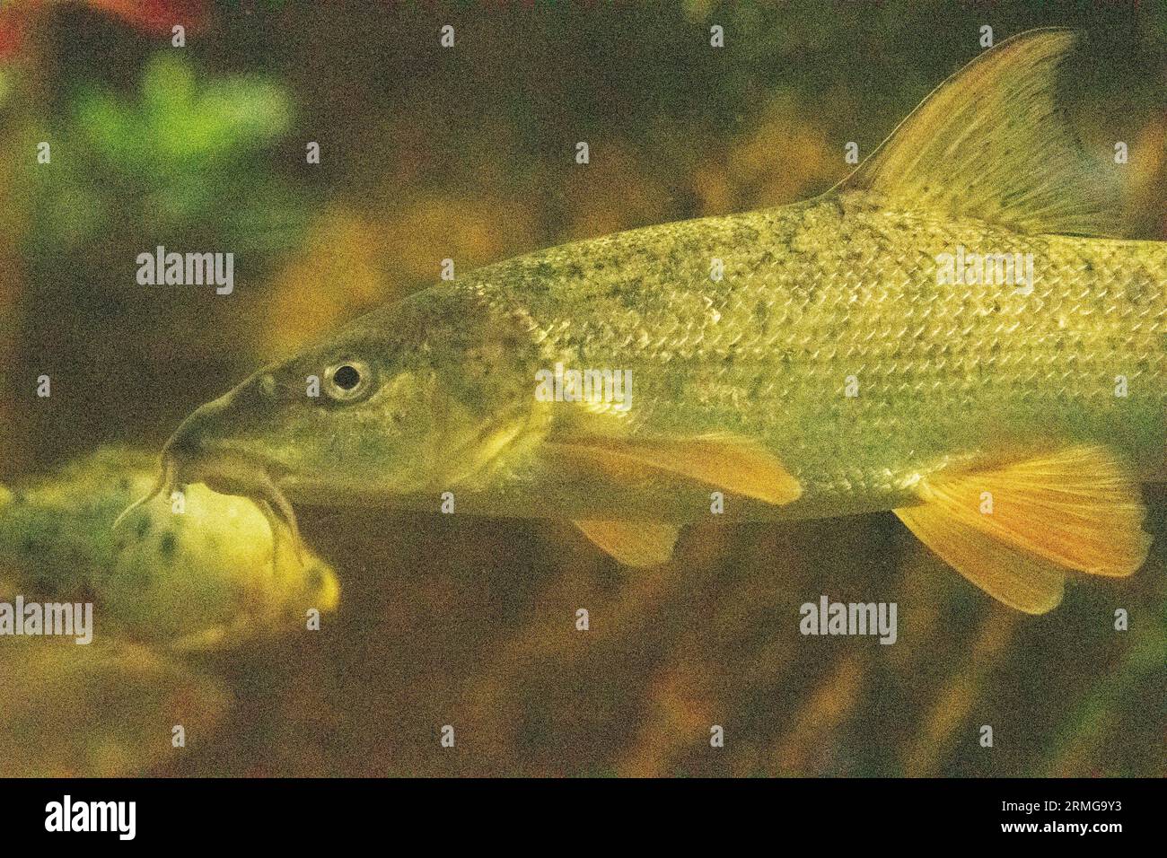 Barbel underwater barbus hi-res stock photography and images - Alamy