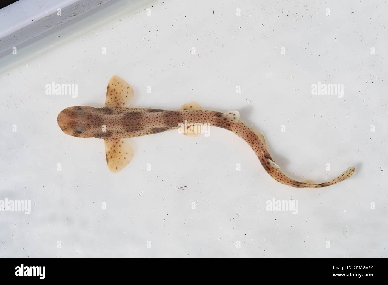 small spotted catshark Stock Photo - Alamy