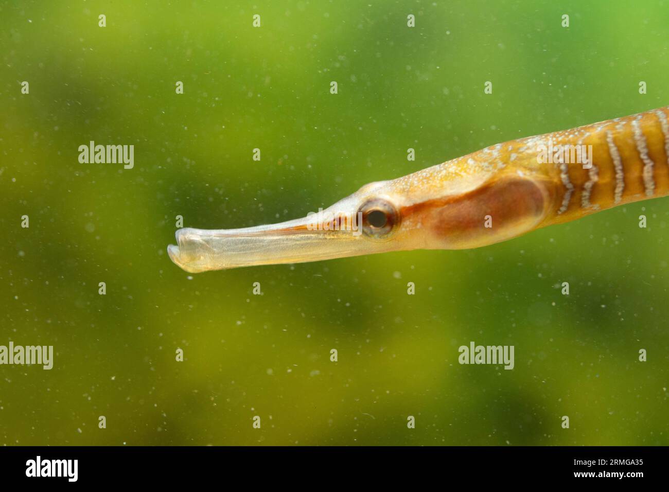 a close up of the head of snake pipefish Stock Photo - Alamy