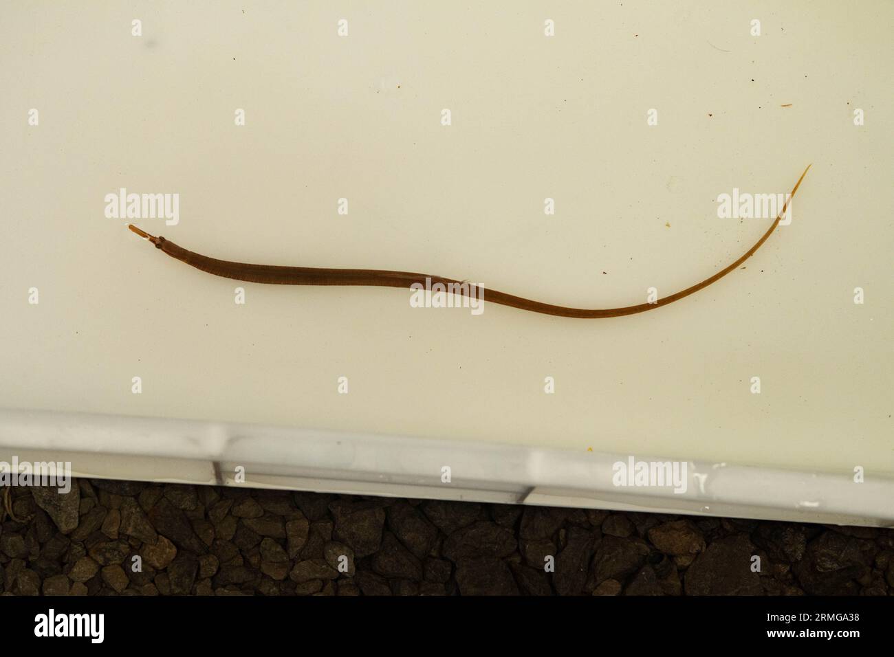 a close up of the head of snake pipefish Stock Photo - Alamy