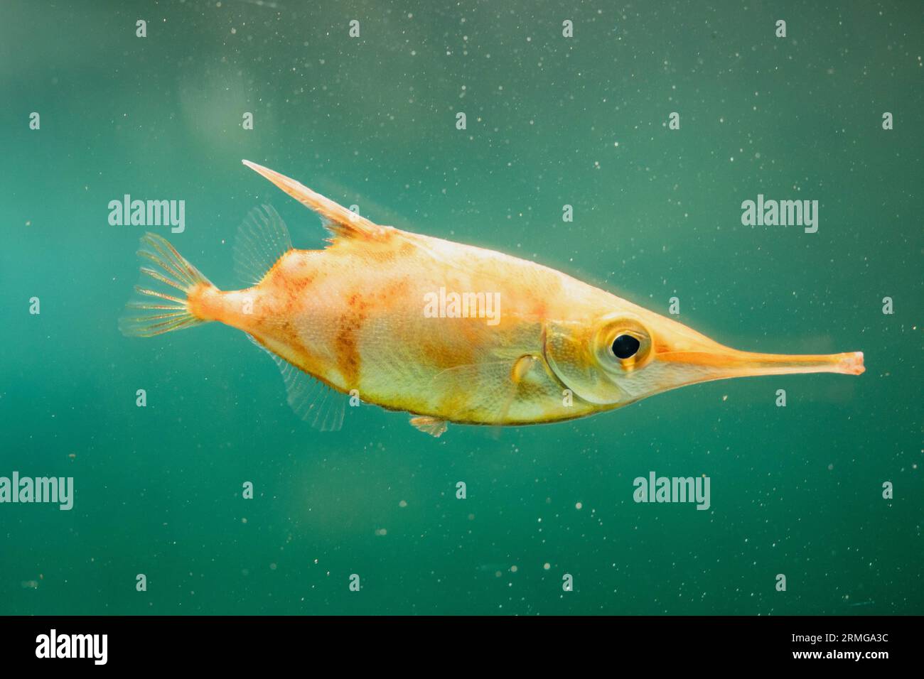 Snipefish hi-res stock photography and images - Alamy
