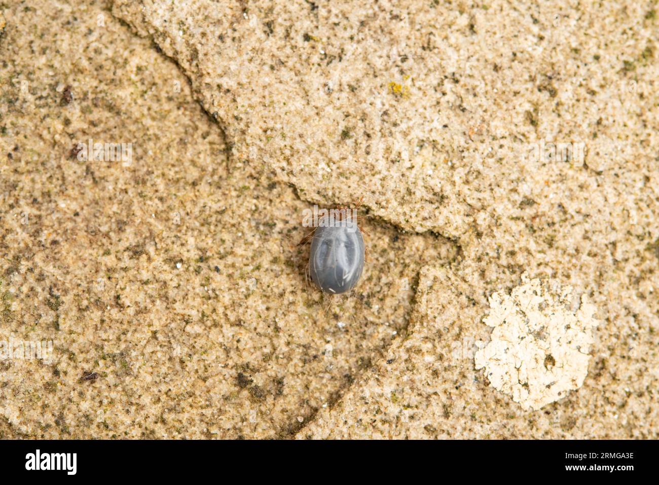 Large tick hi-res stock photography and images - Alamy
