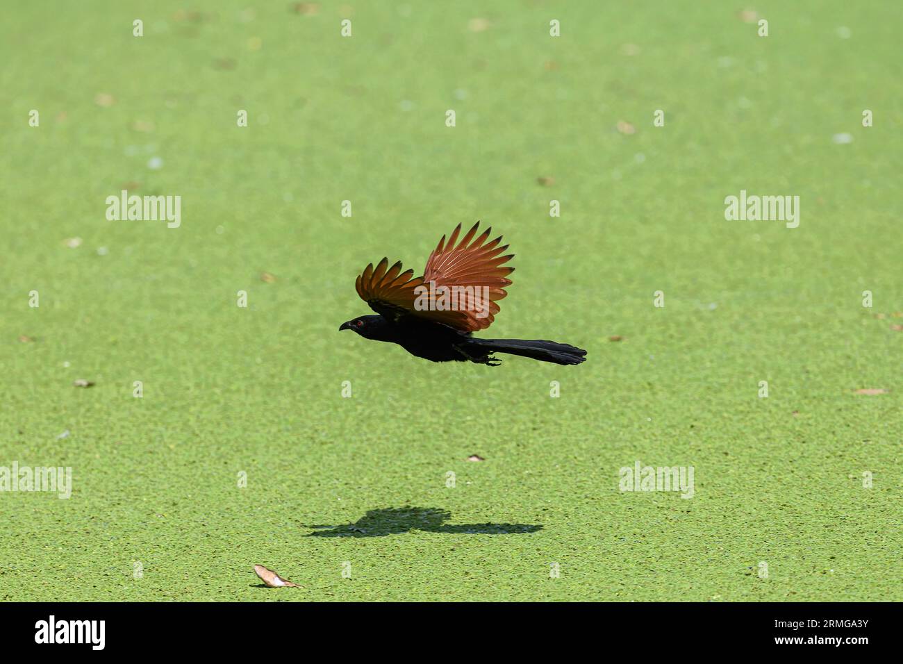 Greater Coucal also known as Bharadwaj Bird or crow pheasant A ...